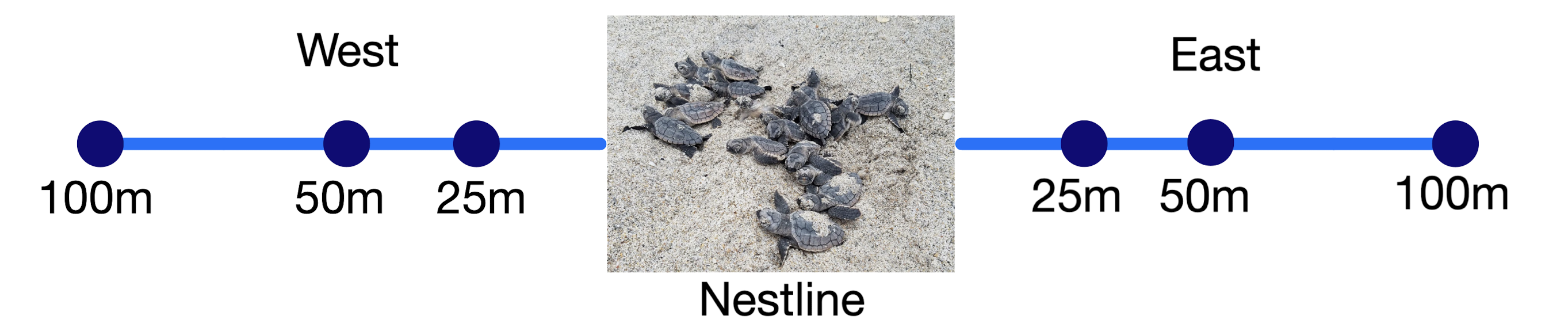 Chapter 2 Methods | Beach Morphology Characteristics of Sea Turtle ...